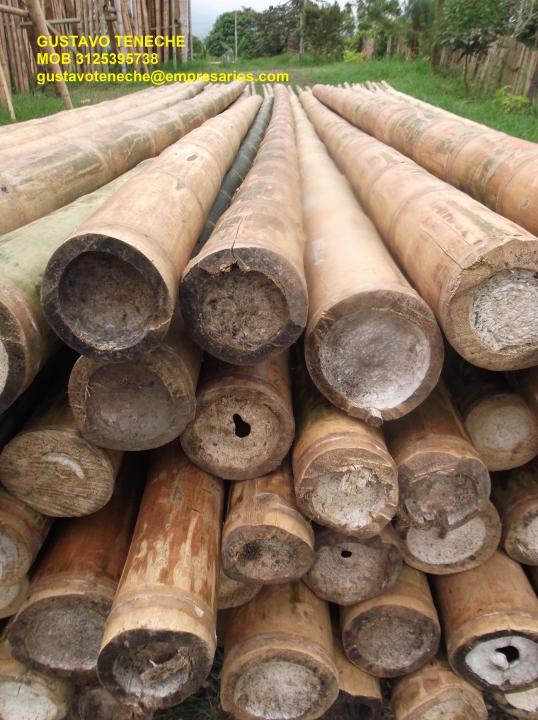 Precios y calidad de Guadua – GUADUA Y BAMBU COLOMBIA