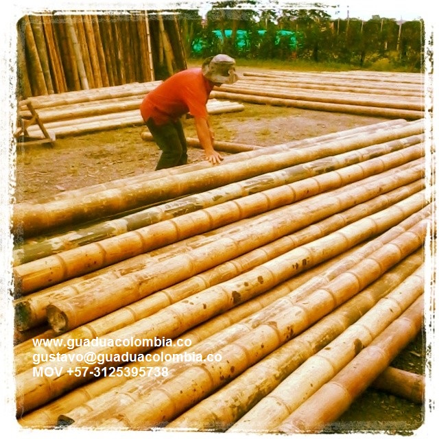 guadua – GUADUA Y BAMBU COLOMBIA