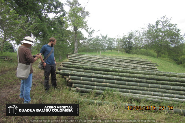 GUADUA en VENTA – GUADUA Y BAMBU COLOMBIA