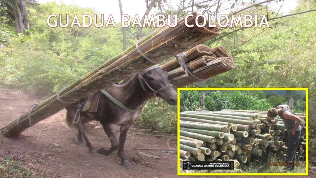 GUADUA BAMBU 6 METROS – GUADUA Y BAMBU COLOMBIA
