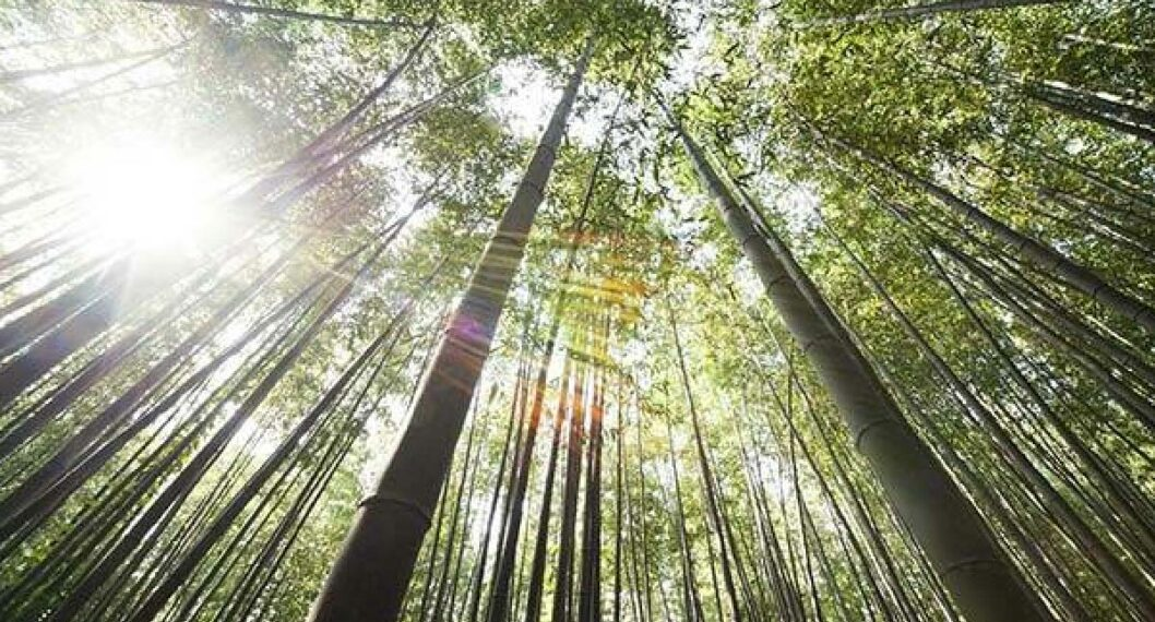Este es el departamento con mayor área de guaduales en Colombia ...