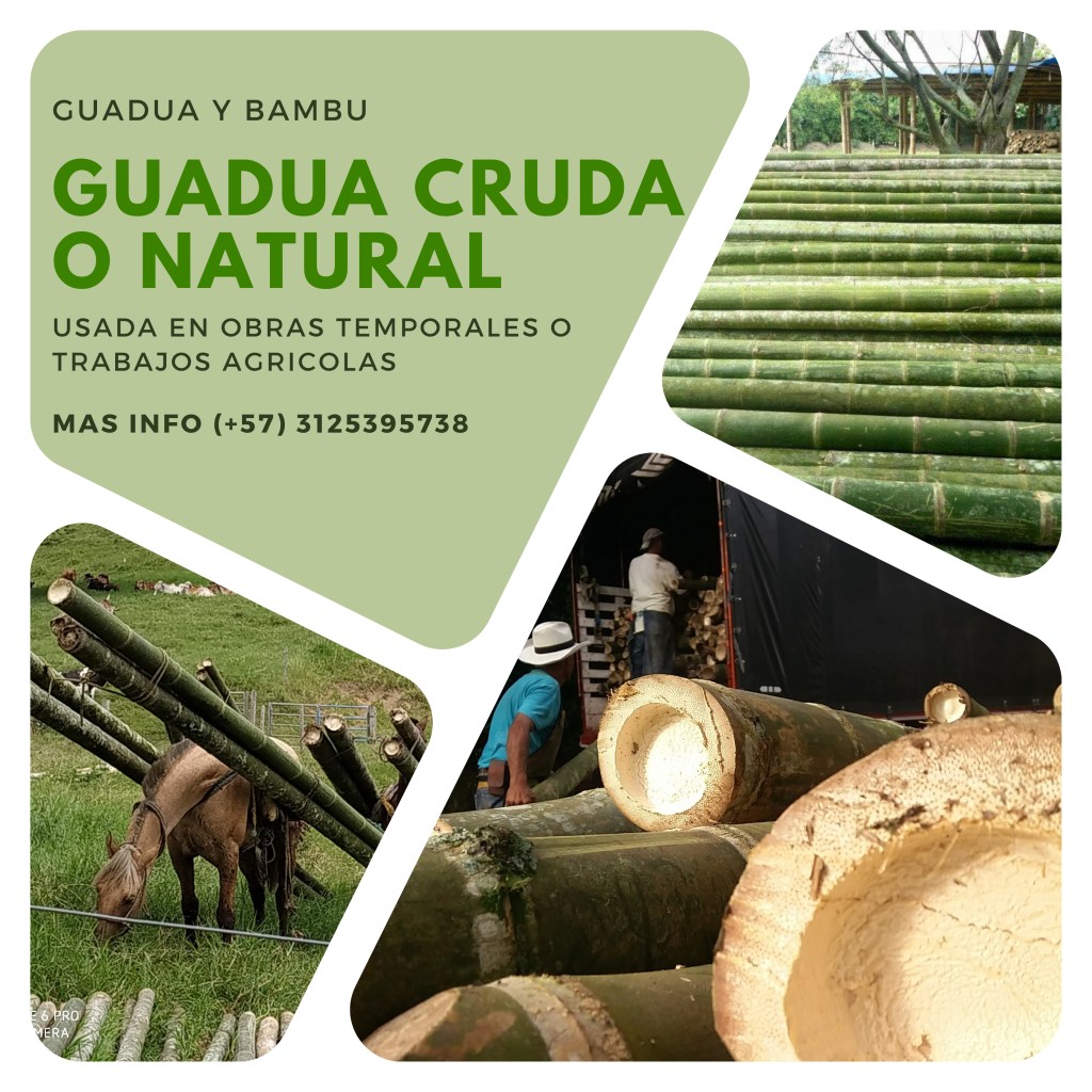 El bambú, aliado del medio ambiente – GUADUA Y BAMBU COLOMBIA