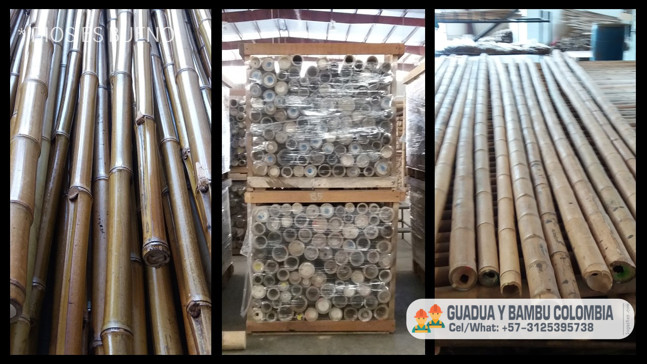 GBC – GUADUA Y BAMBU COLOMBIA