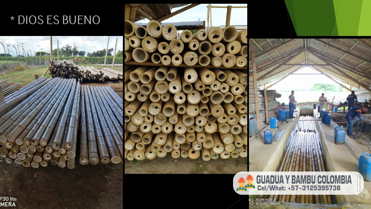 GBC – GUADUA Y BAMBU COLOMBIA
