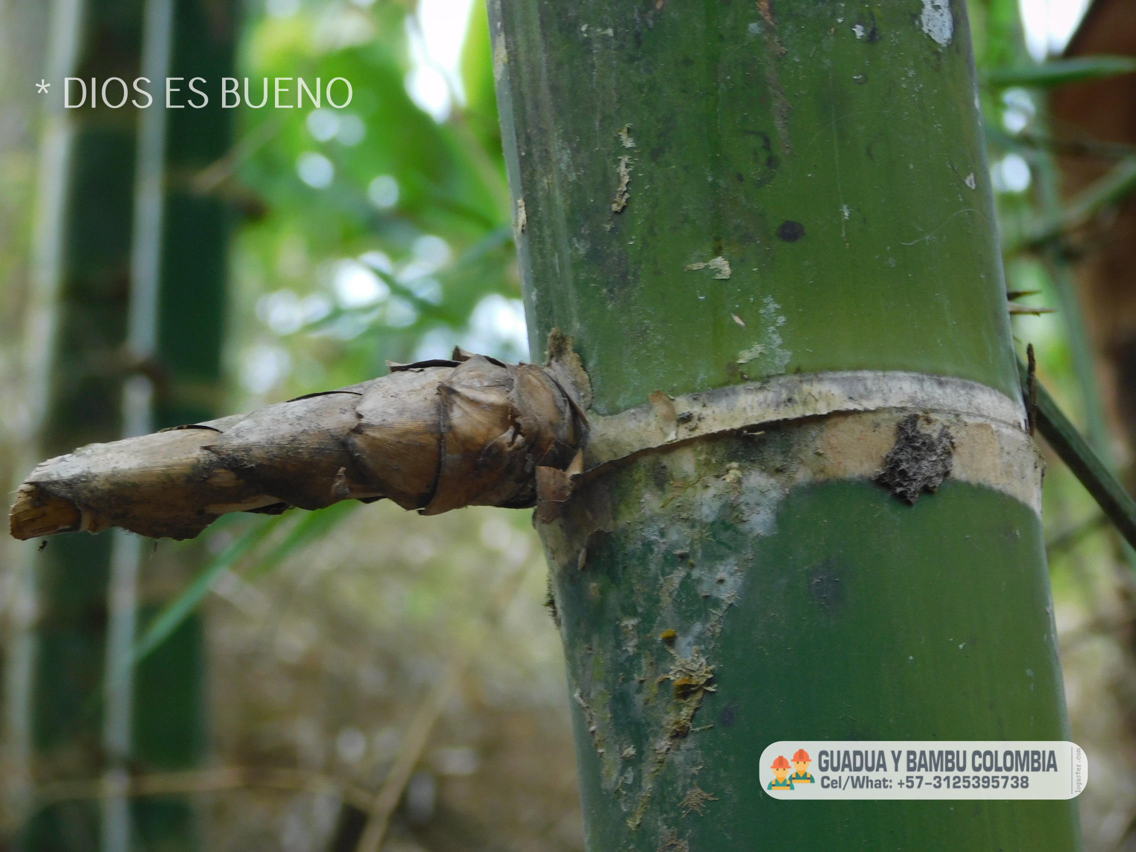 dscn4999 1 – GUADUA Y BAMBU COLOMBIA